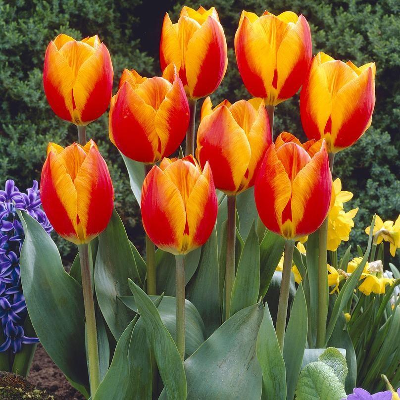 Triumph Tulpen – Floratuin