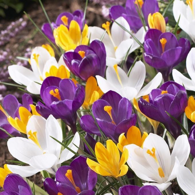 Crocuses – Floratuin