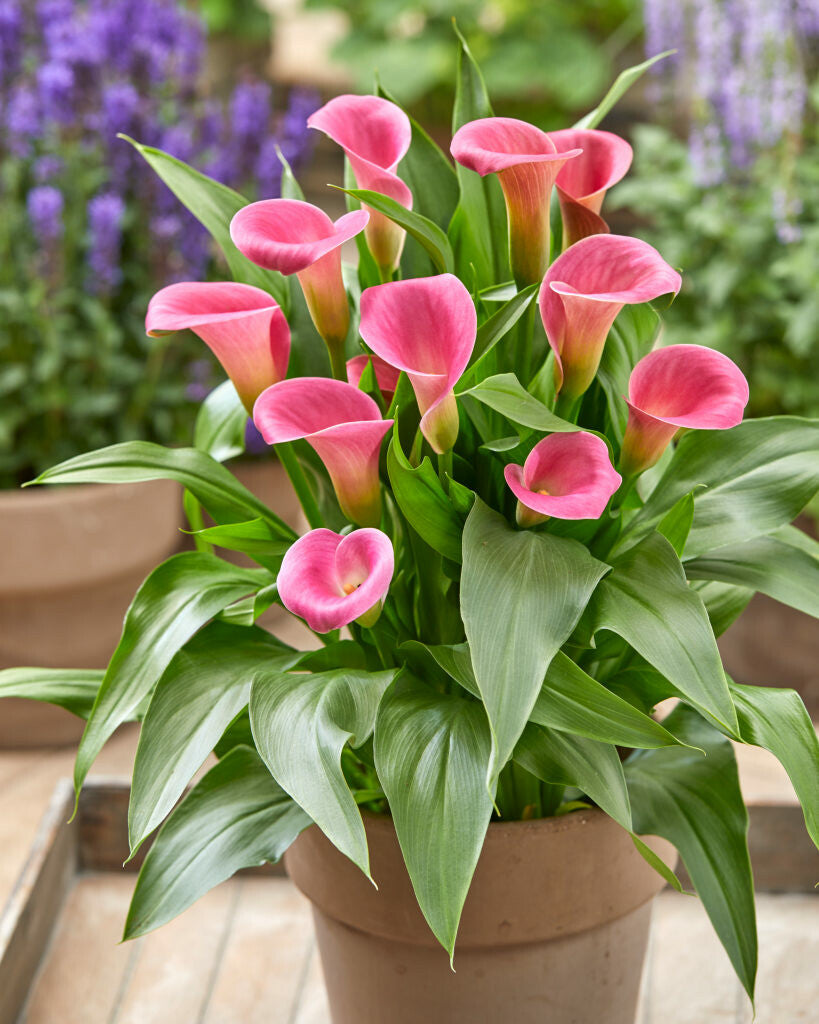 Zantedeschia's – Floratuin