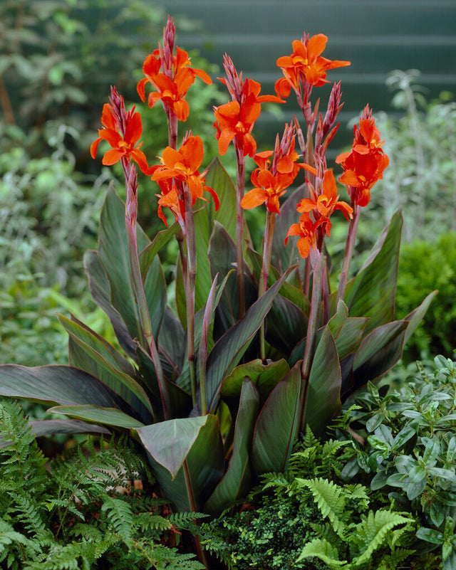 Canna Verdi – Floratuin