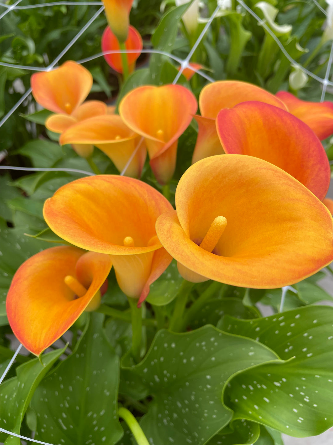 Zantedeschia Captain Brunello – Floratuin