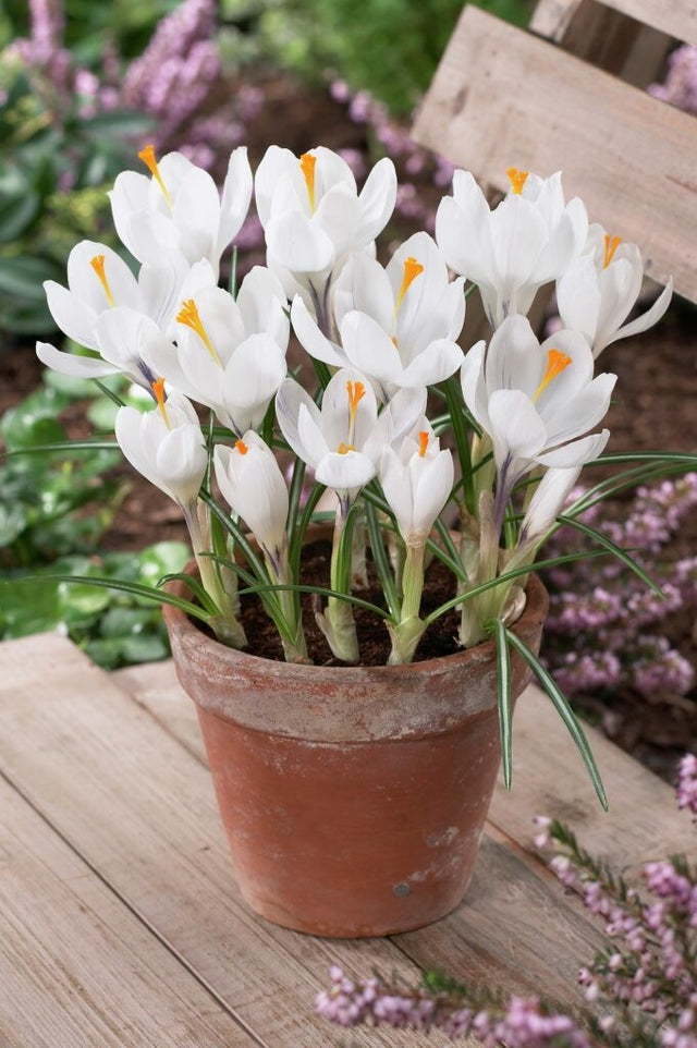 Crocuses – Floratuin