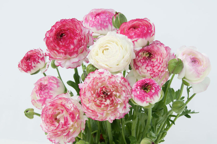 Freesia geel maat 8/+ – Floratuin