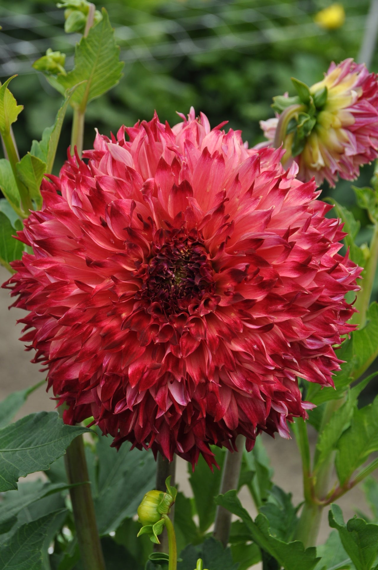 Dahlia Aiyana – Floratuin