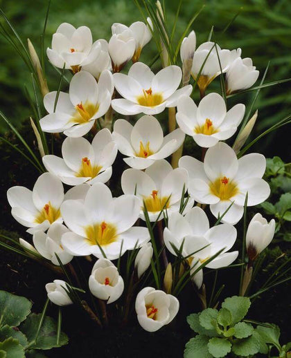Crocuses – Floratuin