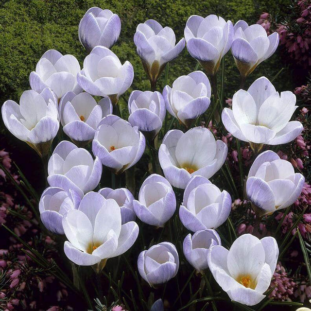 Crocuses – Floratuin