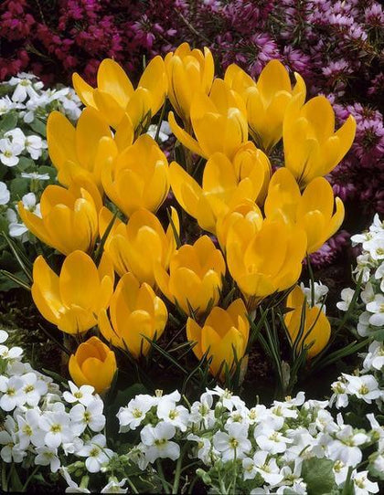 Crocuses – Floratuin