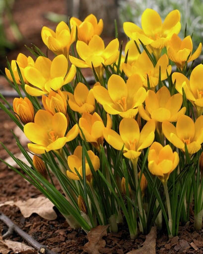 Crocuses – Floratuin