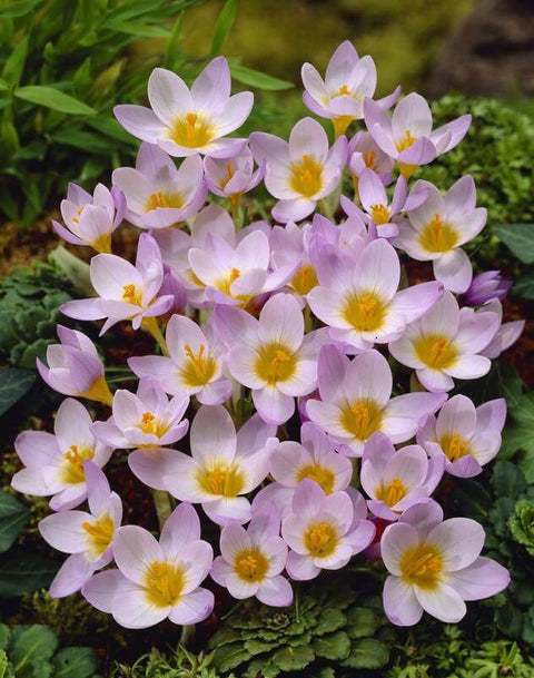Crocuses – Floratuin