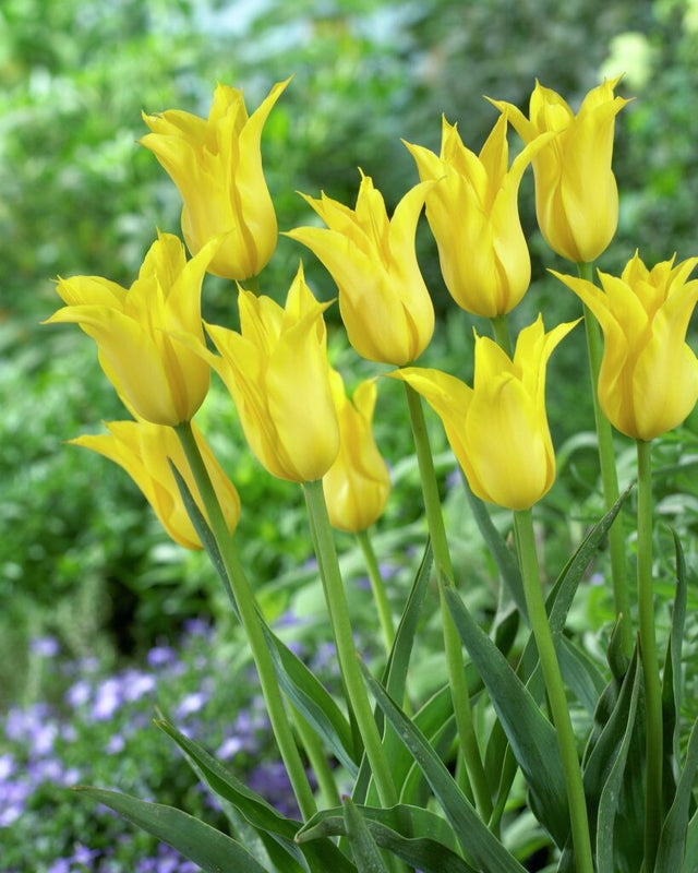 Tulpen 'Flashback' - Floratuin