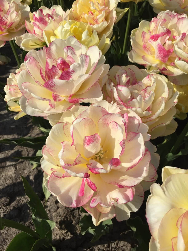 Tulp 'Double Shake' - Floratuin