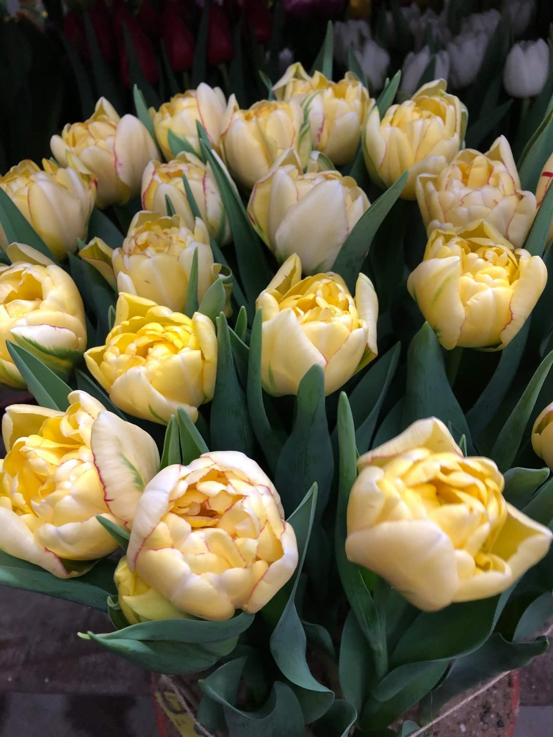 Tulp 'Double Shake' - Floratuin