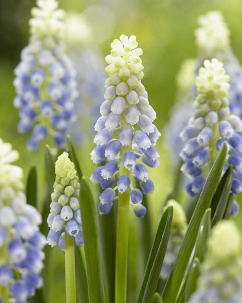Muscari - Floratuin Julianadorp