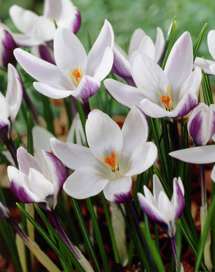 Crocuses – Floratuin