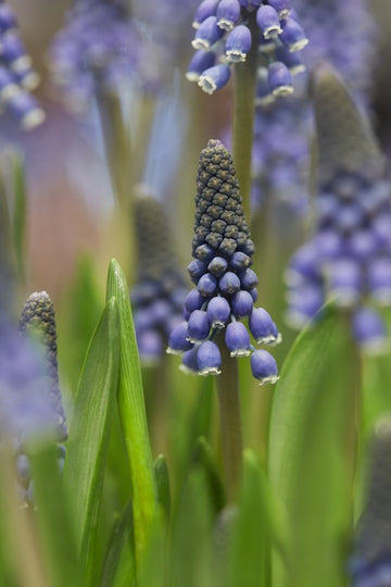Muscari Lindsay – Floratuin