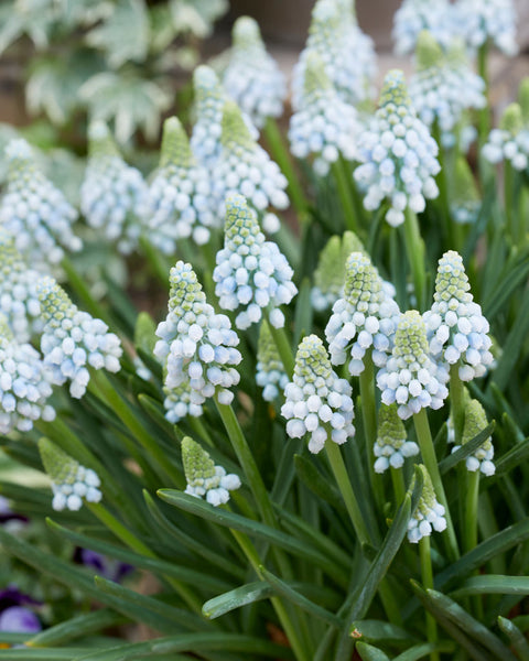 Muscari - Floratuin Julianadorp