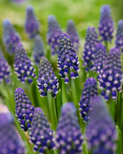 Muscari - Floratuin Julianadorp