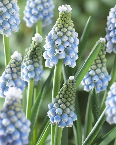 Muscari - Floratuin Julianadorp