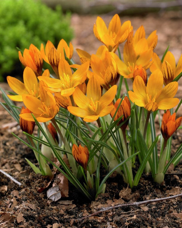 Crocuses – Floratuin