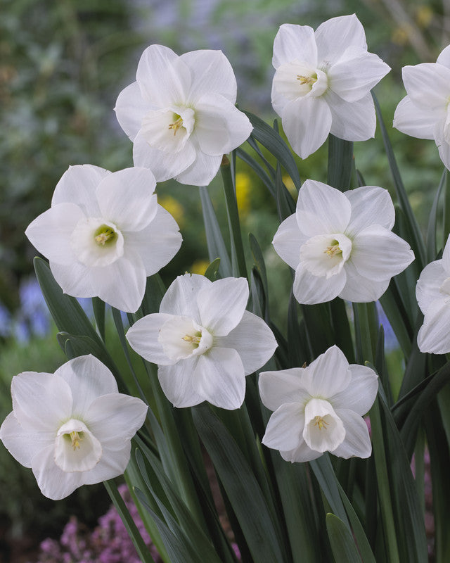 Narcis Snowboard – Floratuin
