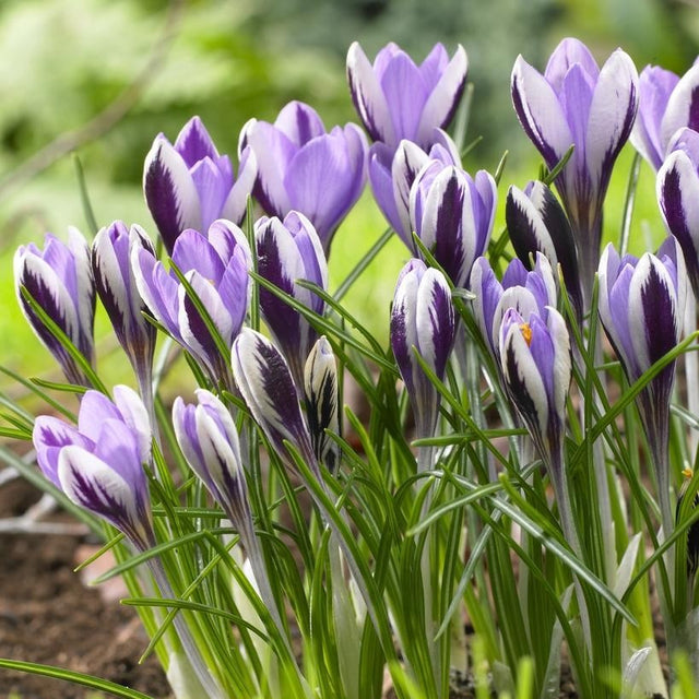 Crocuses – Floratuin