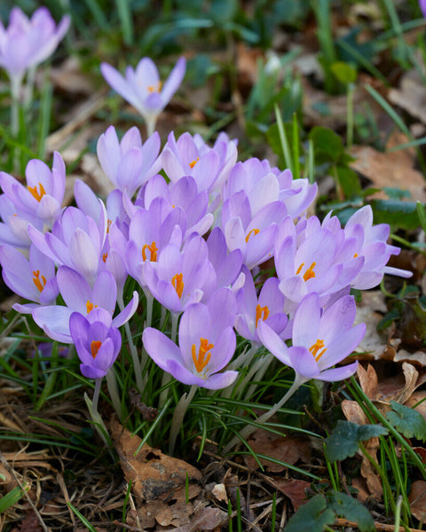 Crocuses – Floratuin