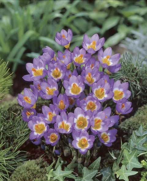 Crocuses – Floratuin